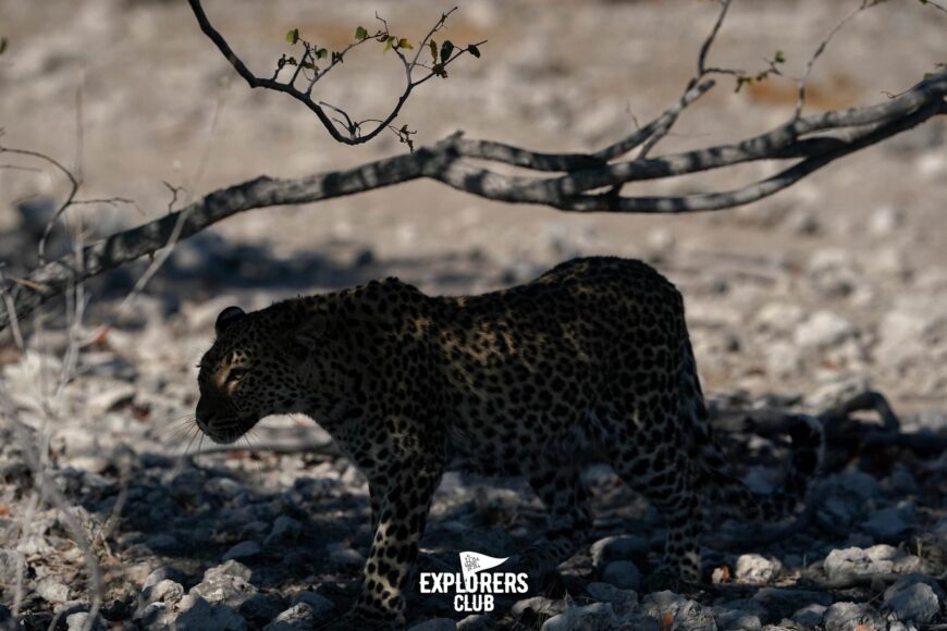 ฝูง ชุดภาพถ่ายสัตว์ป่า โดย ปริญญากร วรวรรณ