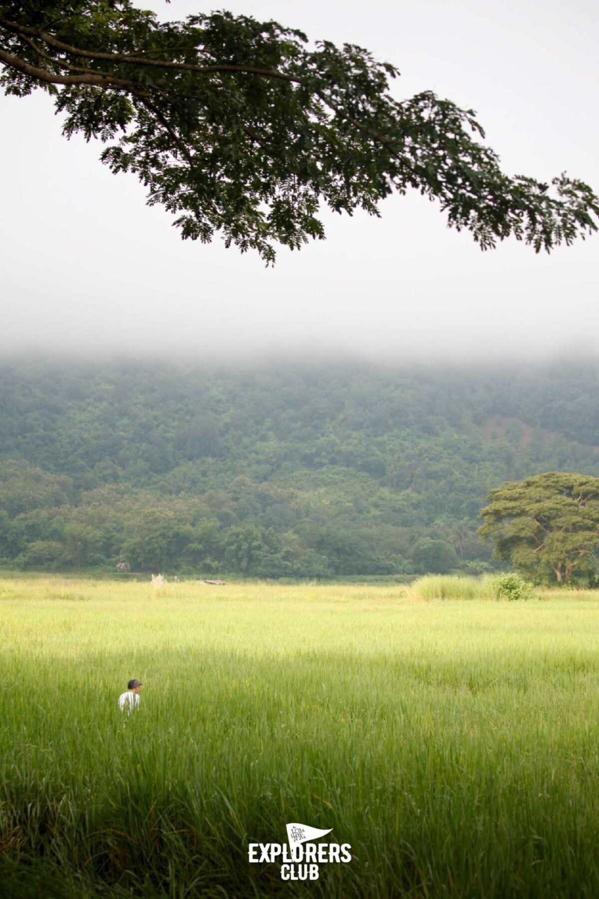 คาเฟ่ด่านซ้าย จุดกางเต็นท์ The Enlighten Coffee and Community จ.เลย